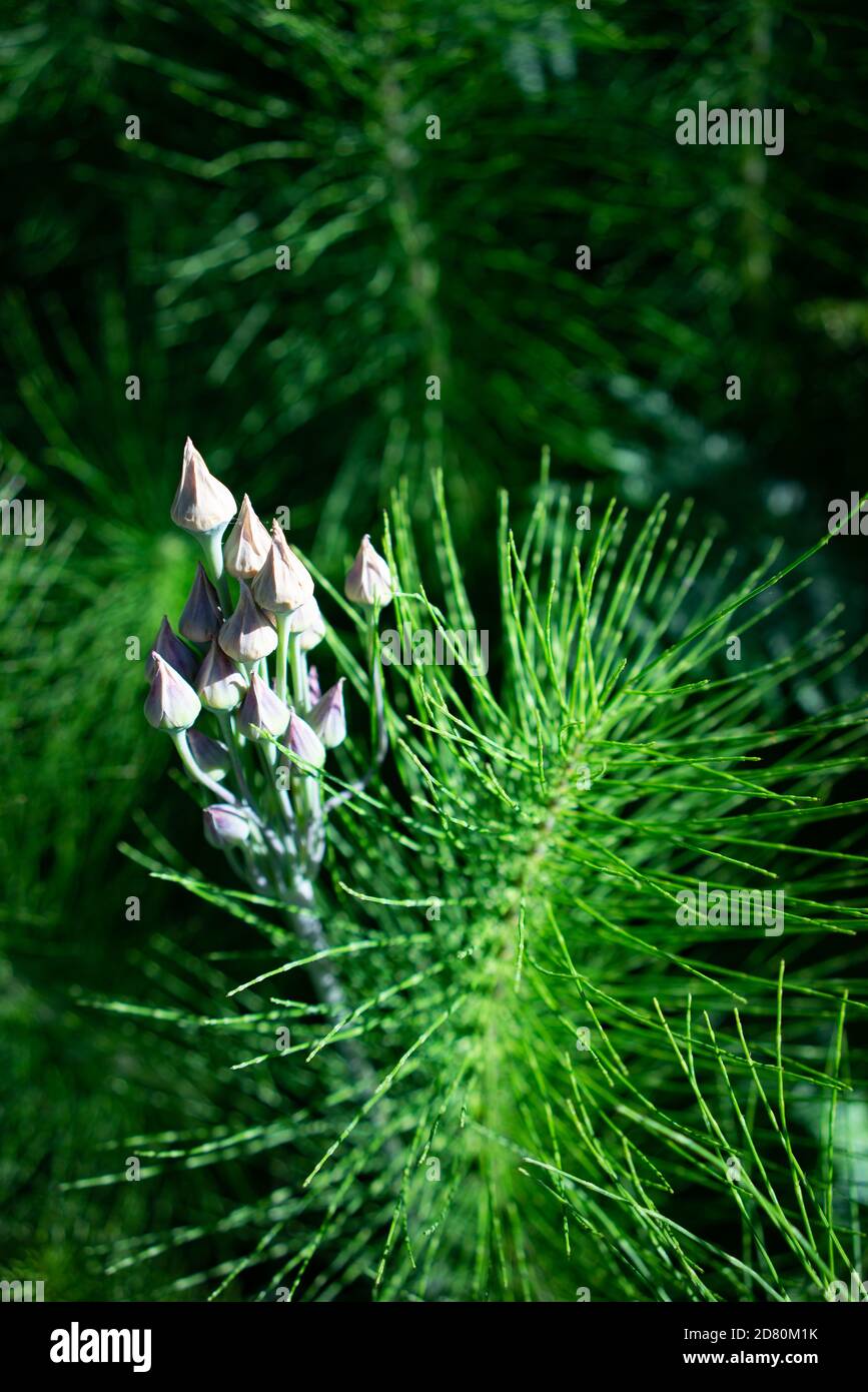 Roadside grass. Grasses are the dominant vegetation in many habitats ...