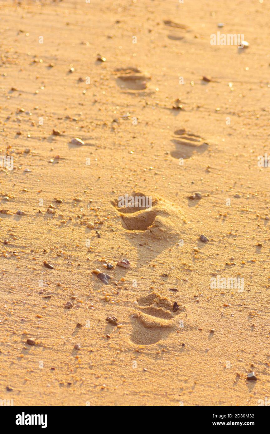 Texture background Footprints of human feet on the sand near the water ...