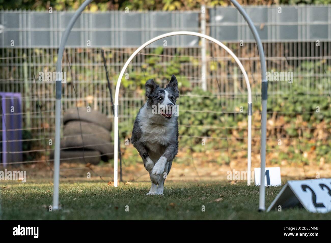 Dog at hoopers parcours / Hund im Hoopers Parcour Stock Photo - Alamy