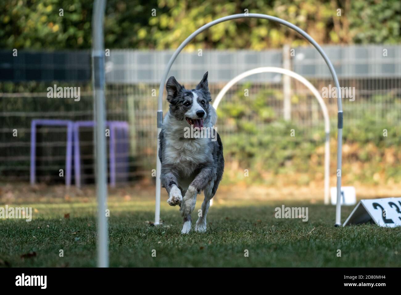Dog at hoopers parcours / Hund im Hoopers Parcour Stock Photo - Alamy