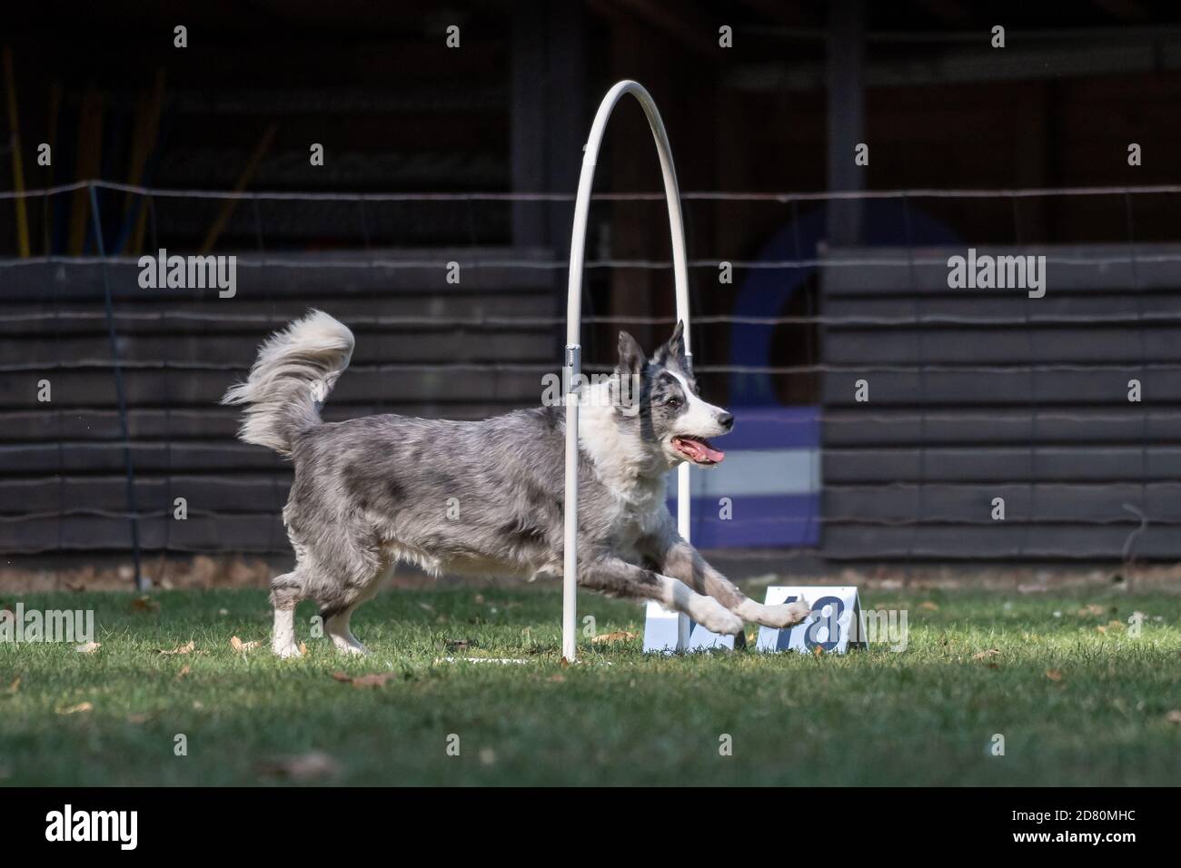 Dog at hoopers parcours / Hund im Hoopers Parcour Stock Photo - Alamy