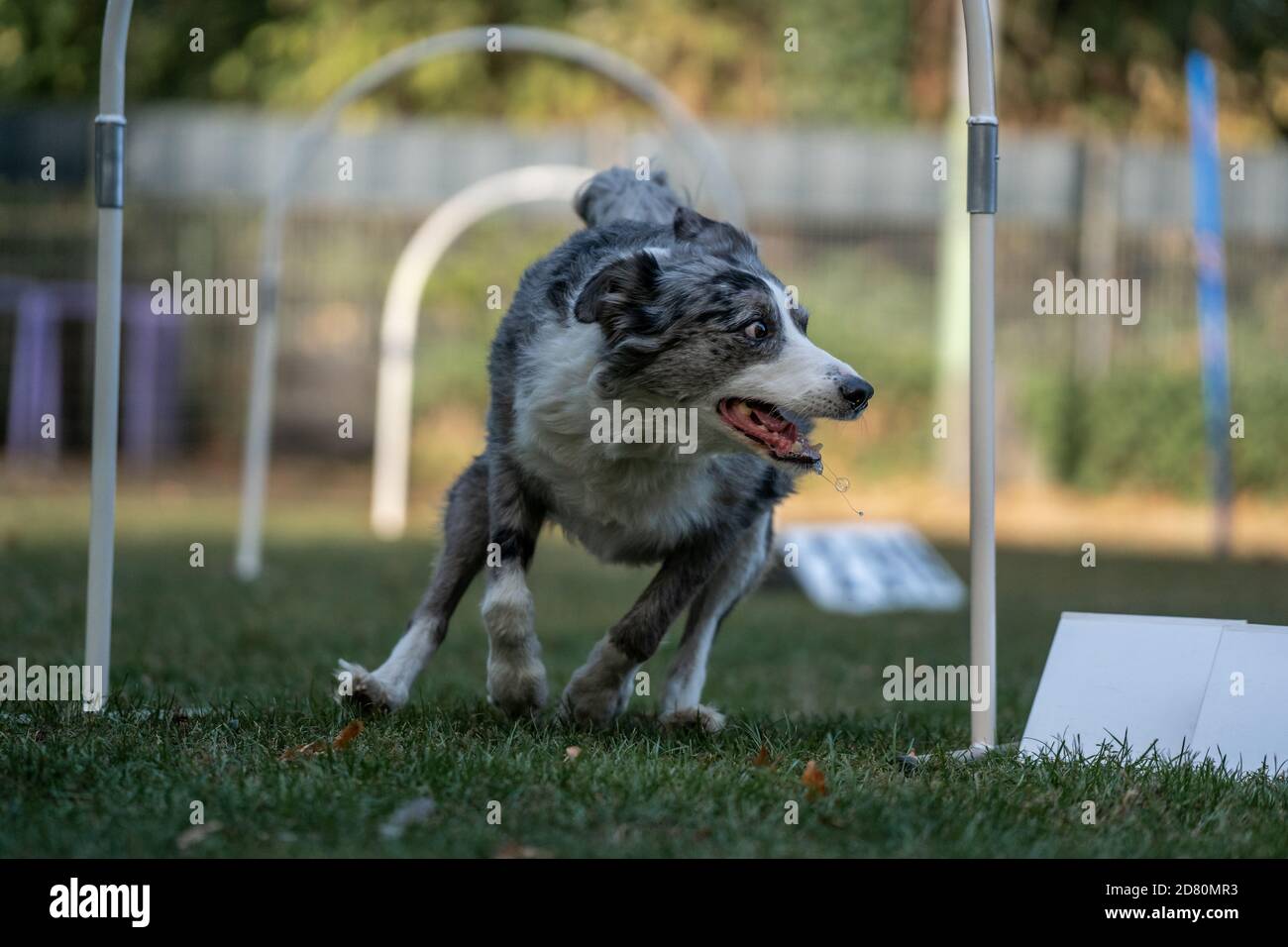Dog at hoopers parcours / Hund im Hoopers Parcour Stock Photo - Alamy