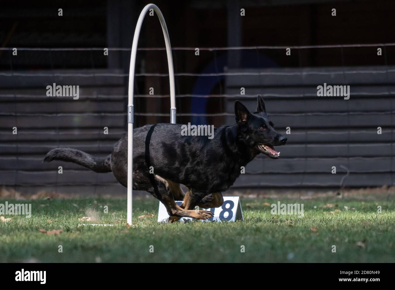 Dog at hoopers parcours / Hund im Hoopers Parcour Stock Photo - Alamy