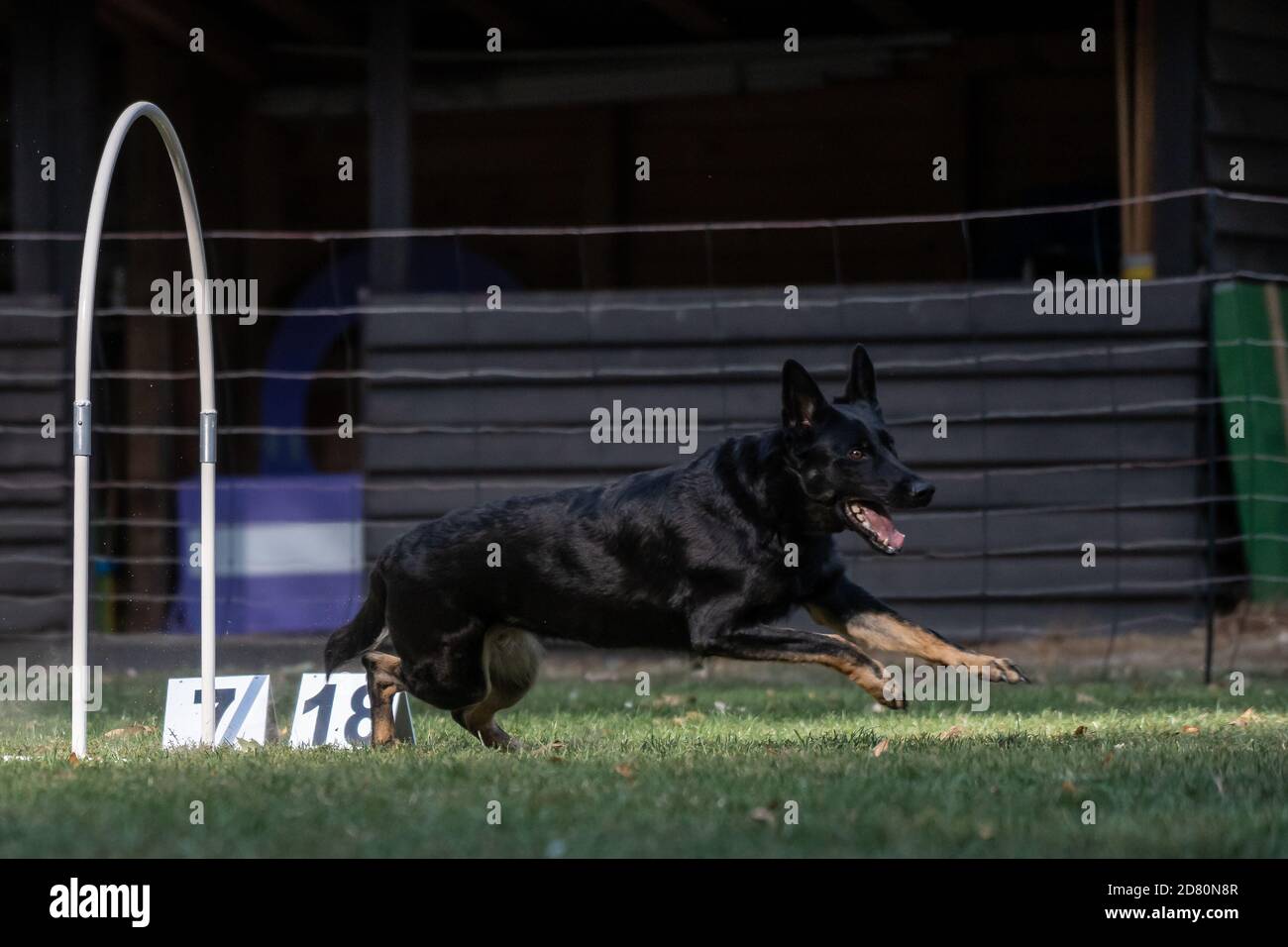 Dog at hoopers parcours / Hund im Hoopers Parcour Stock Photo - Alamy