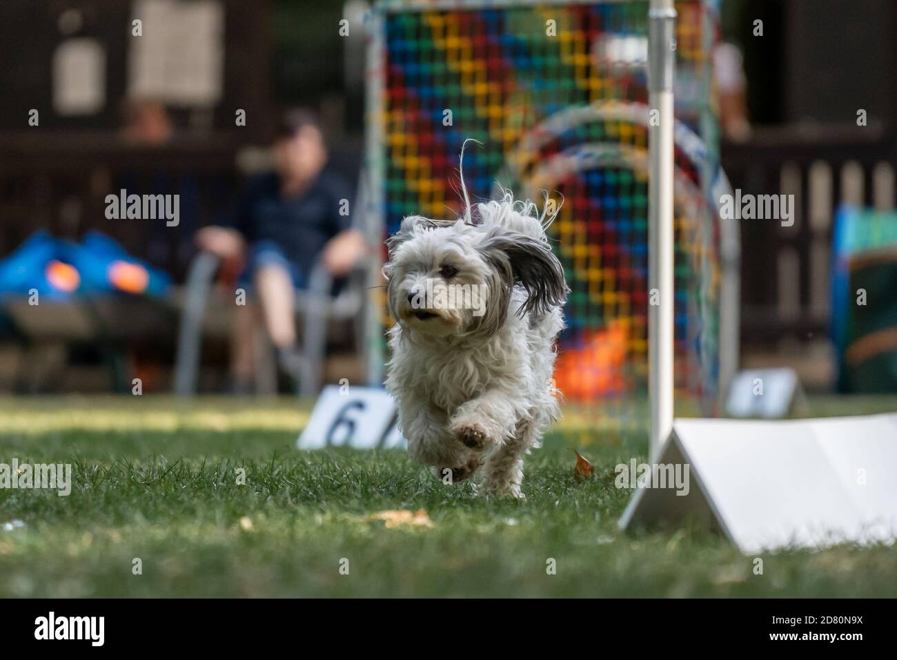 Dog at hoopers parcours / Hund im Hoopers Parcour Stock Photo - Alamy