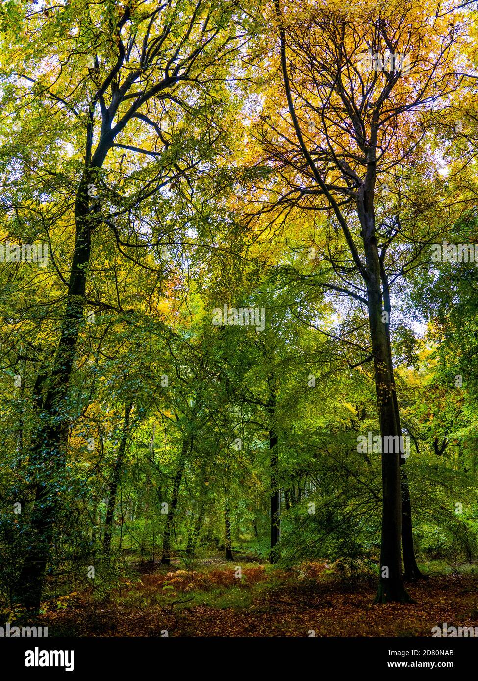 Autumn Woodland Landscape, The Chilterns, Oxfordshire, England, UK, GB ...
