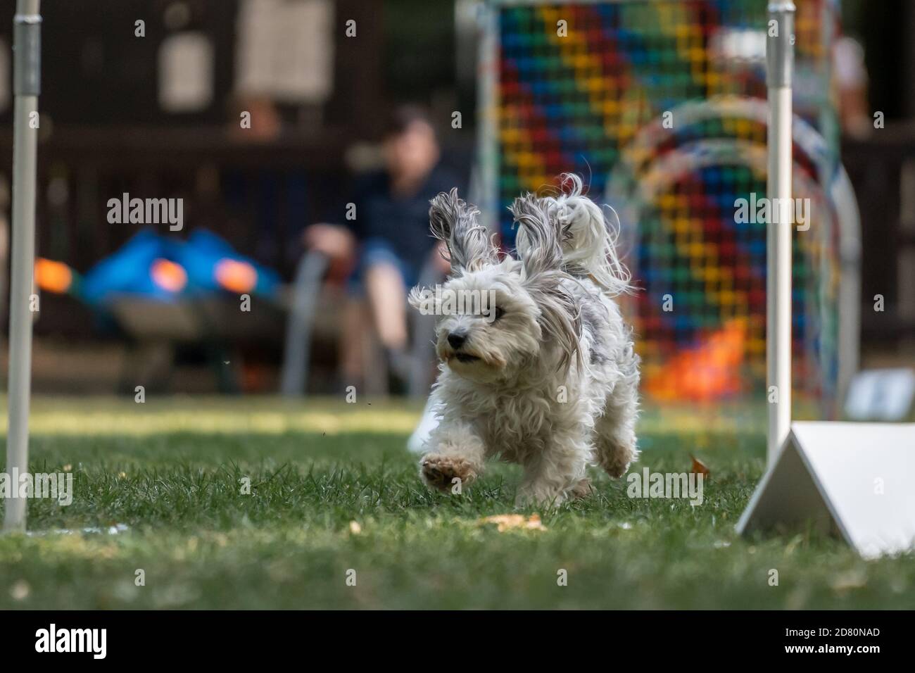 Dog at hoopers parcours / Hund im Hoopers Parcour Stock Photo - Alamy