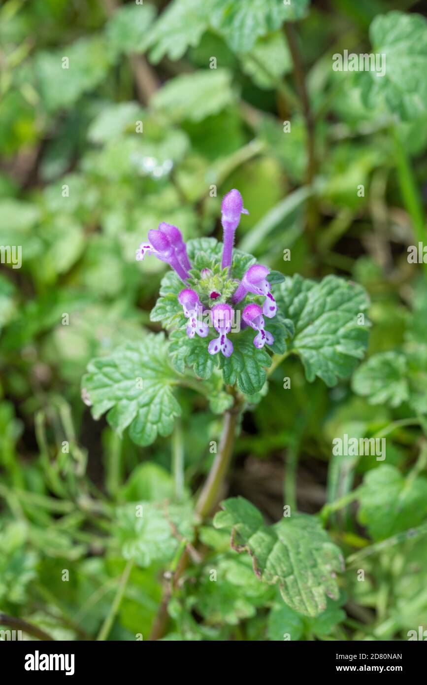 Common henbit (Lamium amplexicaule), Isehara City, Kanagawa Prefecture ...