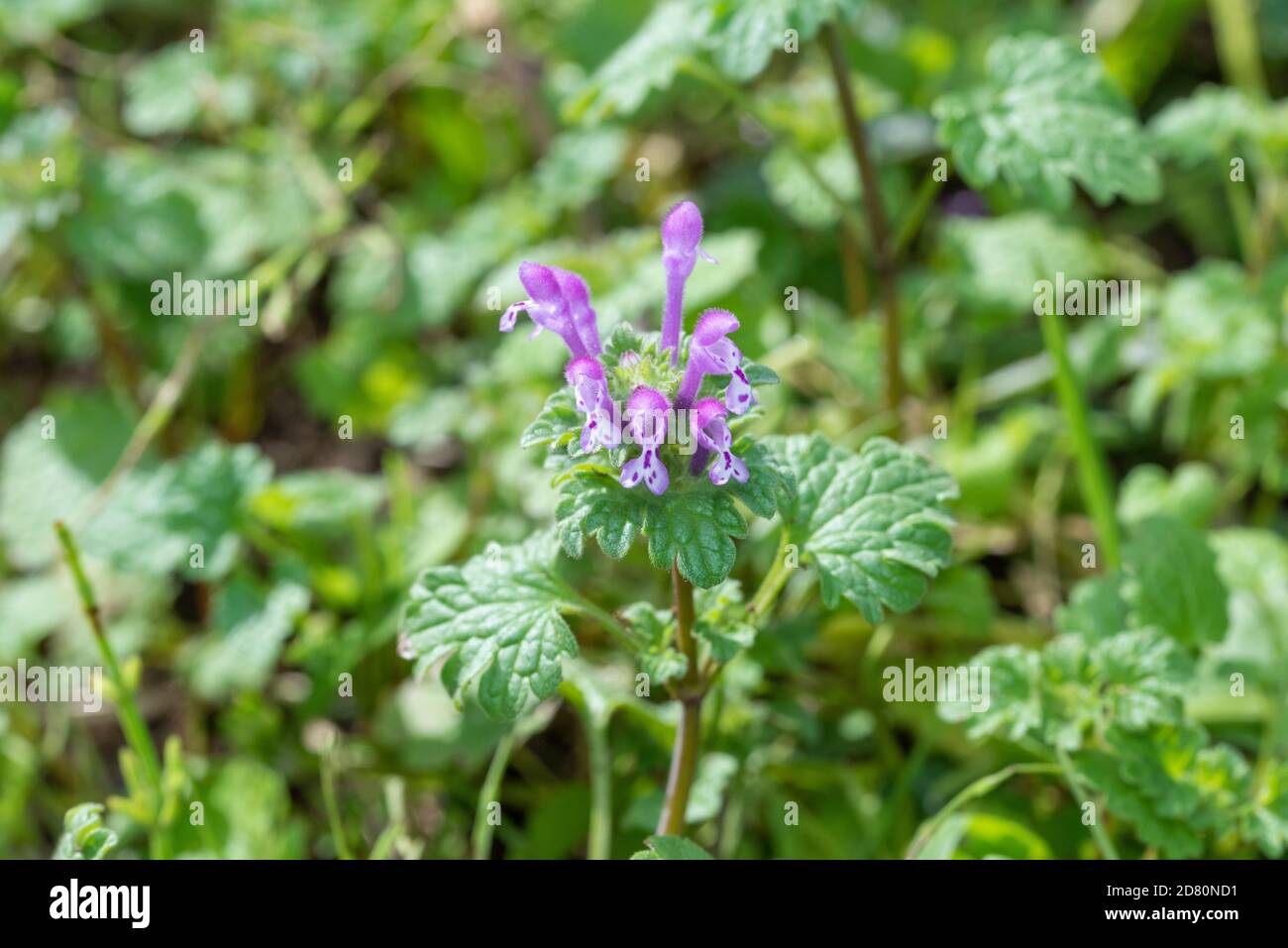 Common henbit (Lamium amplexicaule), Isehara City, Kanagawa Prefecture ...