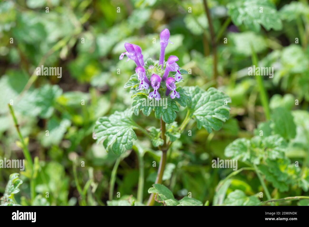 Common henbit (Lamium amplexicaule), Isehara City, Kanagawa Prefecture ...