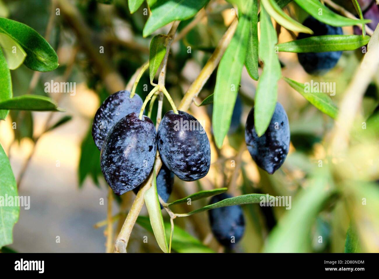 Close up of olives hi-res stock photography and images - Alamy