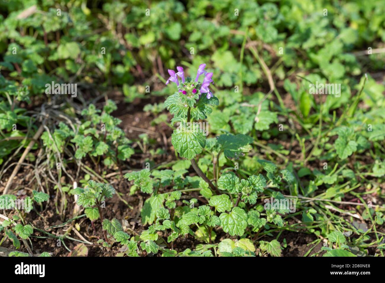 Common henbit (Lamium amplexicaule), Isehara City, Kanagawa Prefecture ...