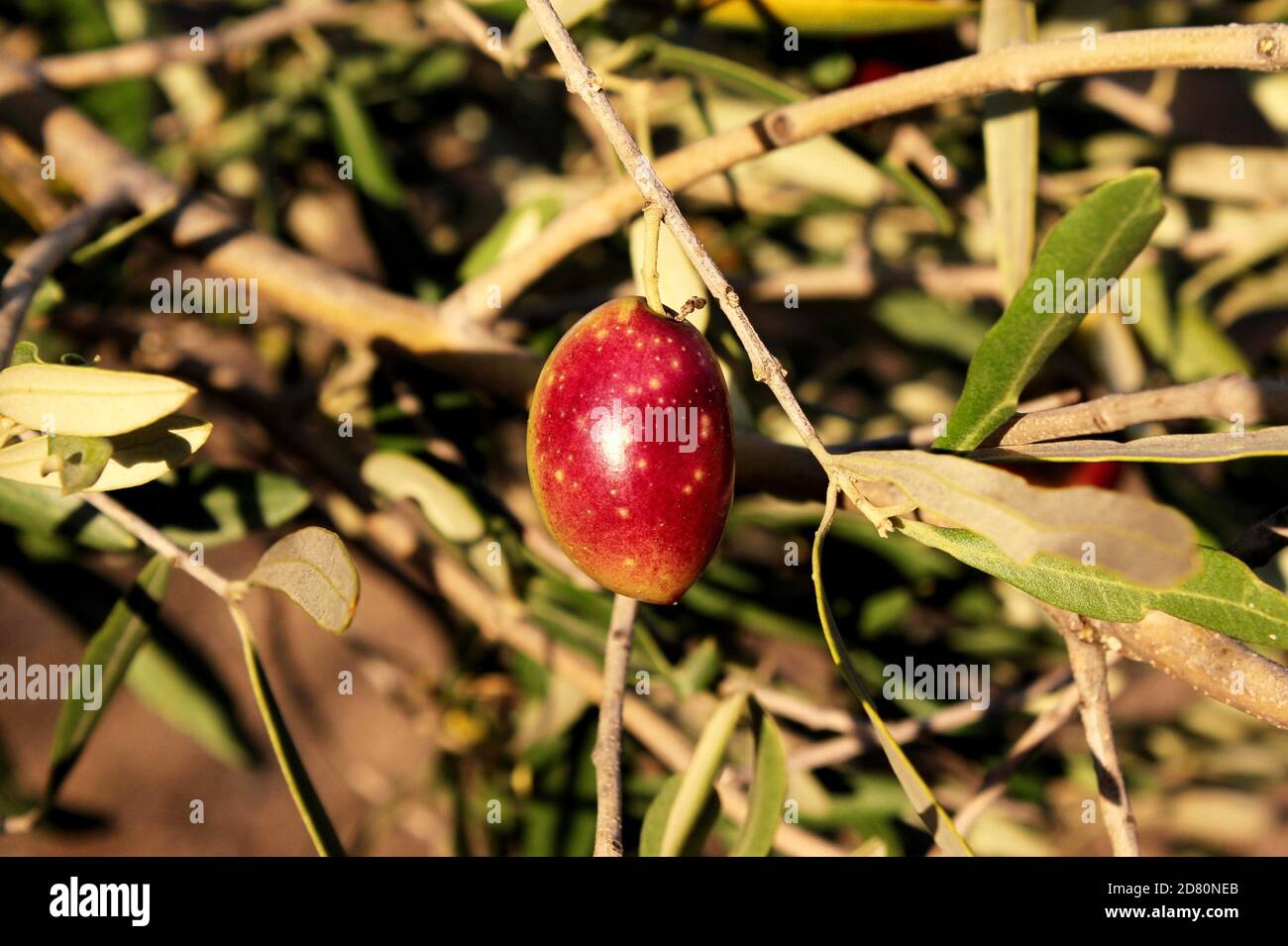Close up of olives hi-res stock photography and images - Alamy