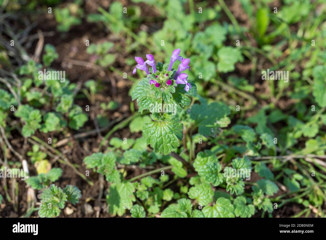 Common henbit (Lamium amplexicaule), Isehara City, Kanagawa Prefecture ...