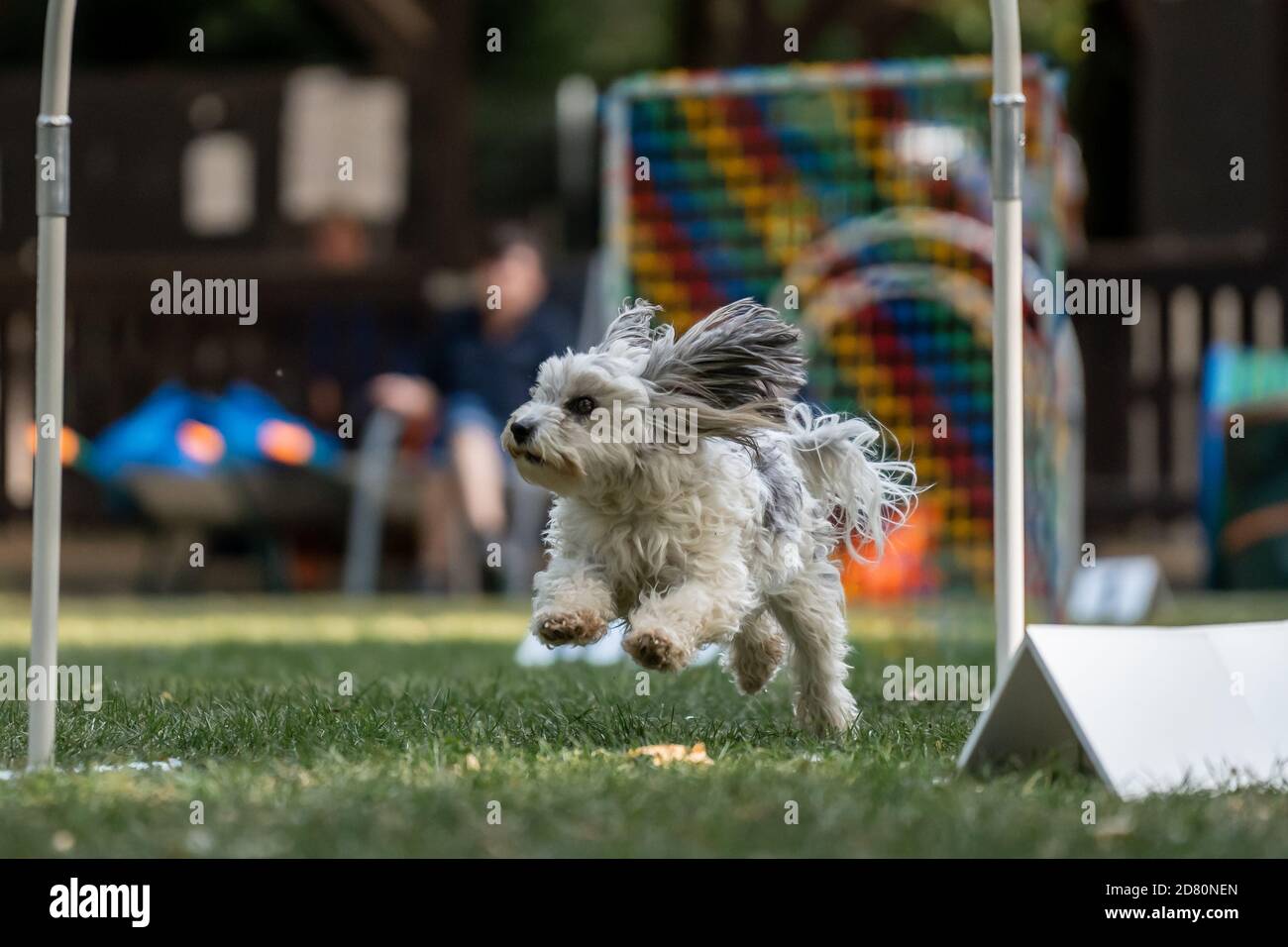 Dog at hoopers parcours / Hund im Hoopers Parcour Stock Photo - Alamy