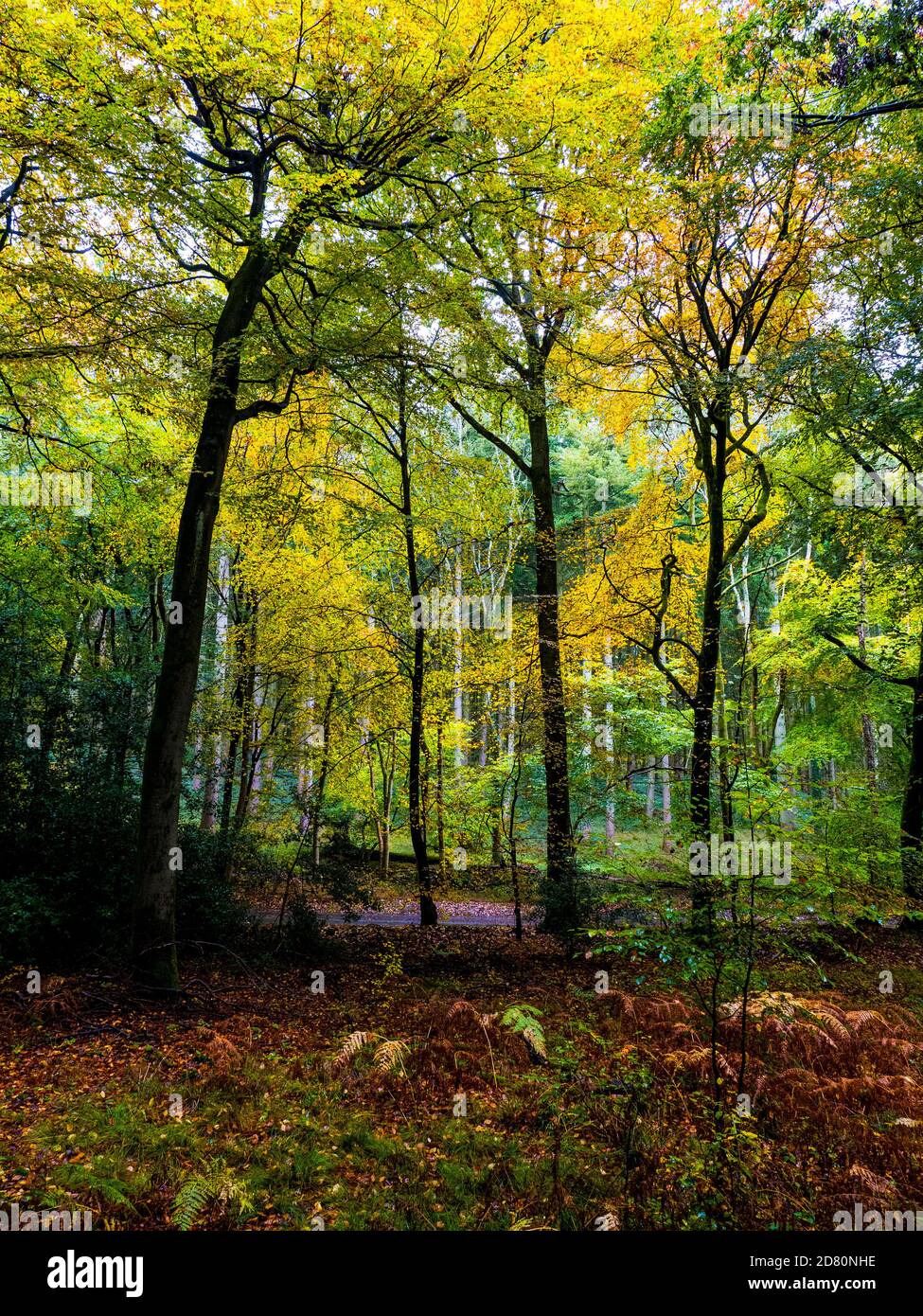 Autumn Forest, Red Leaves, Fall, Oxfordshire Landscape, Marks Corner ...