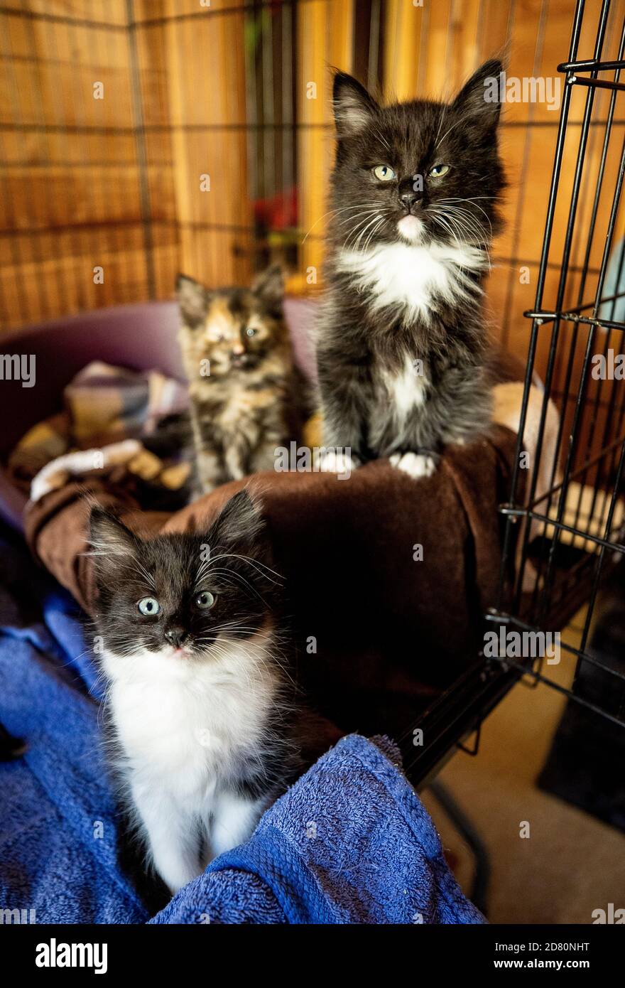 Kittens at Crosskennan Lane Animal Sanctuary in Antrim Stock Photo - Alamy