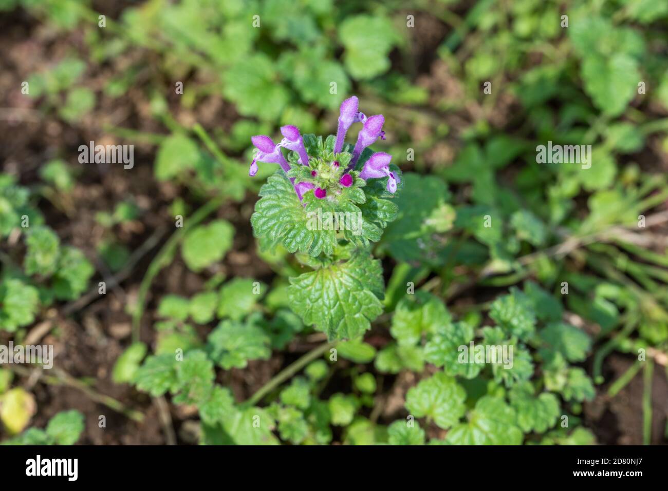 Common henbit (Lamium amplexicaule), Isehara City, Kanagawa Prefecture ...