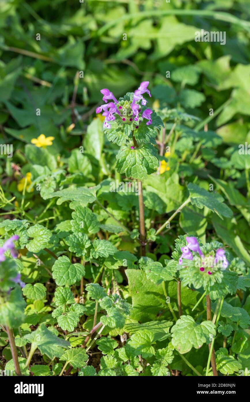 Common henbit (Lamium amplexicaule), Isehara City, Kanagawa Prefecture ...