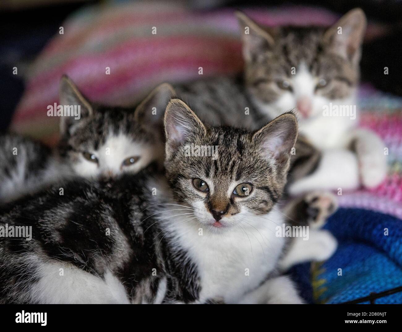 Kittens at Crosskennan Lane Animal Sanctuary in Antrim Stock Photo - Alamy