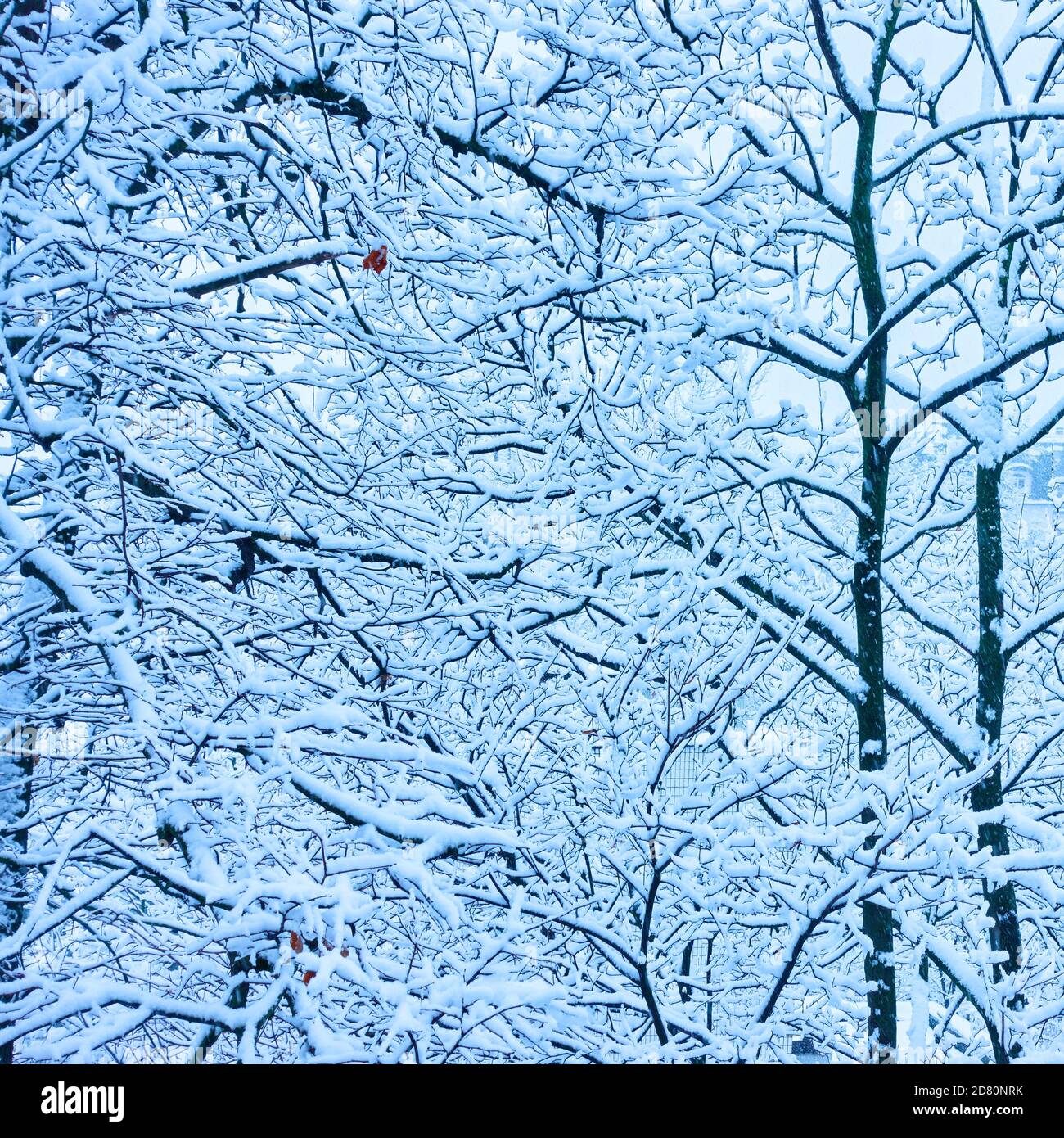 Tree limbs covered with snow hi-res stock photography and images - Alamy
