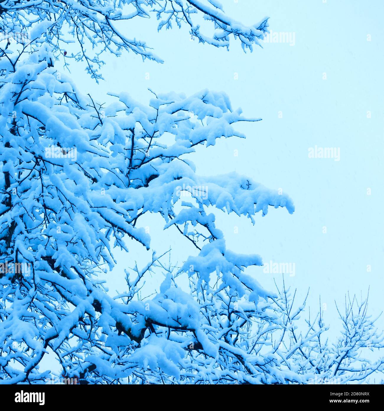 Tree limbs with snow hi-res stock photography and images - Alamy