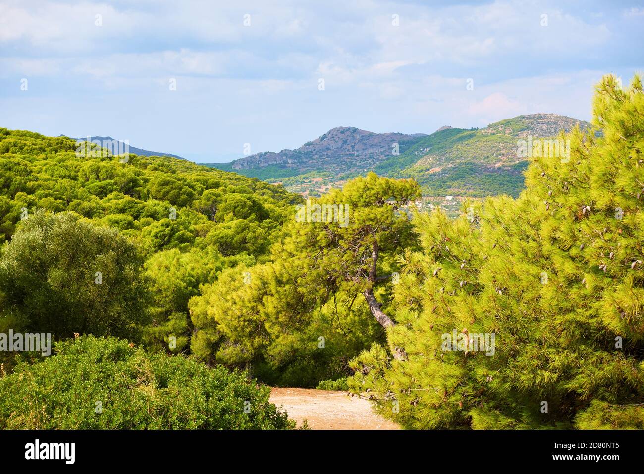 Coniferous woods in Aegina Island near Agia Marina, Greece. Greek ...