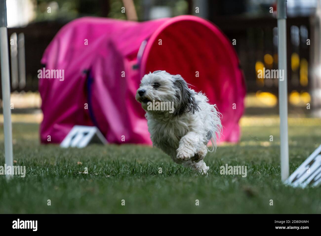 Dog at hoopers parcours / Hund im Hoopers Parcour Stock Photo - Alamy