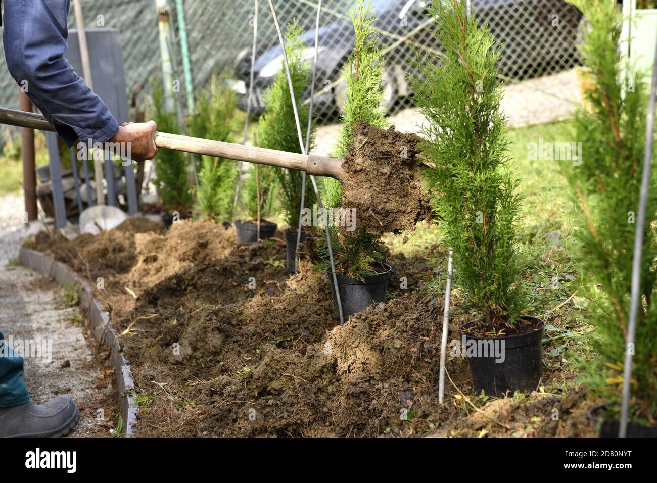 The farmer spades the ground and makes holes for planting THUJA ...