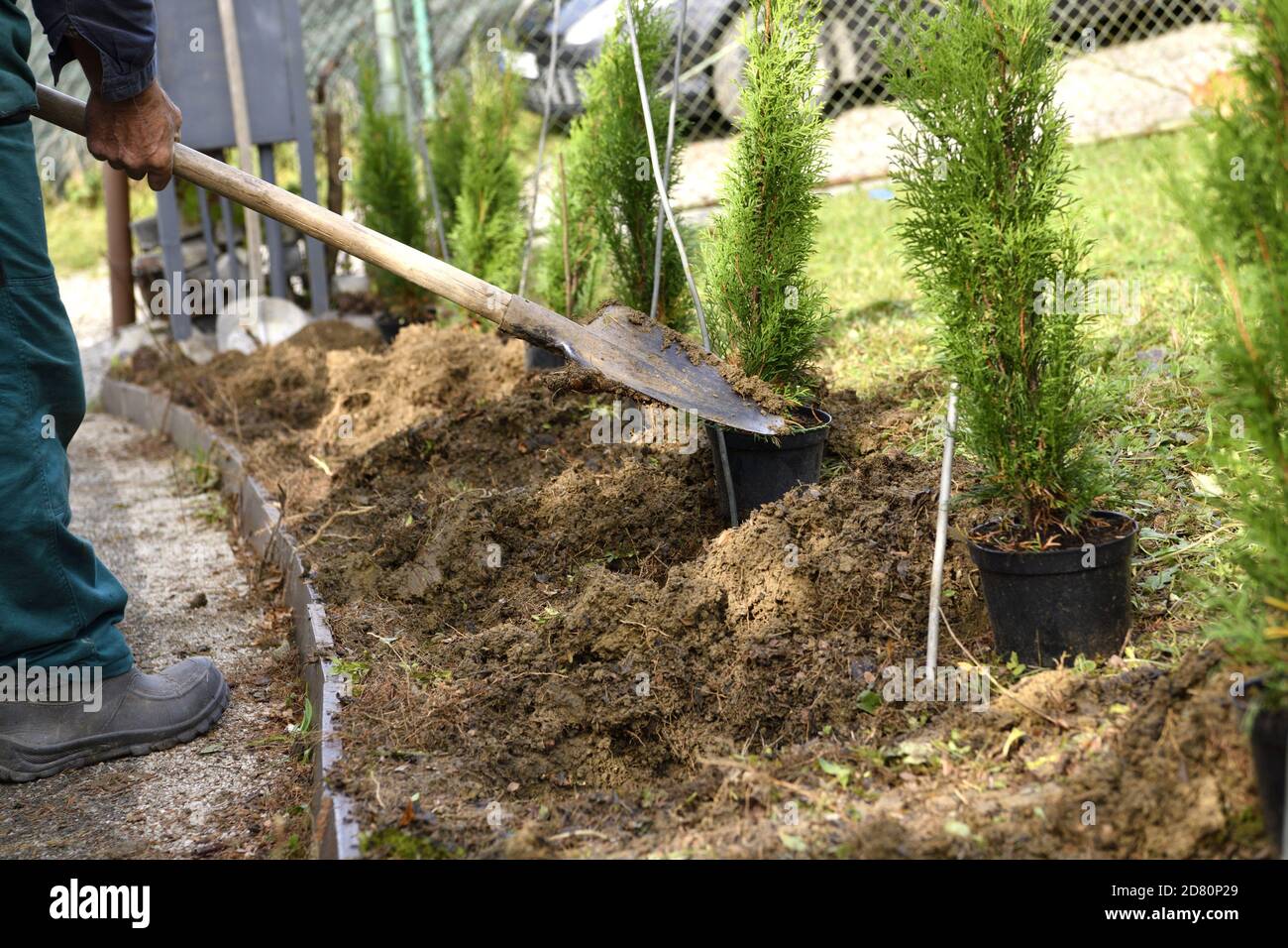 The farmer spades the ground and makes holes for planting THUJA ...