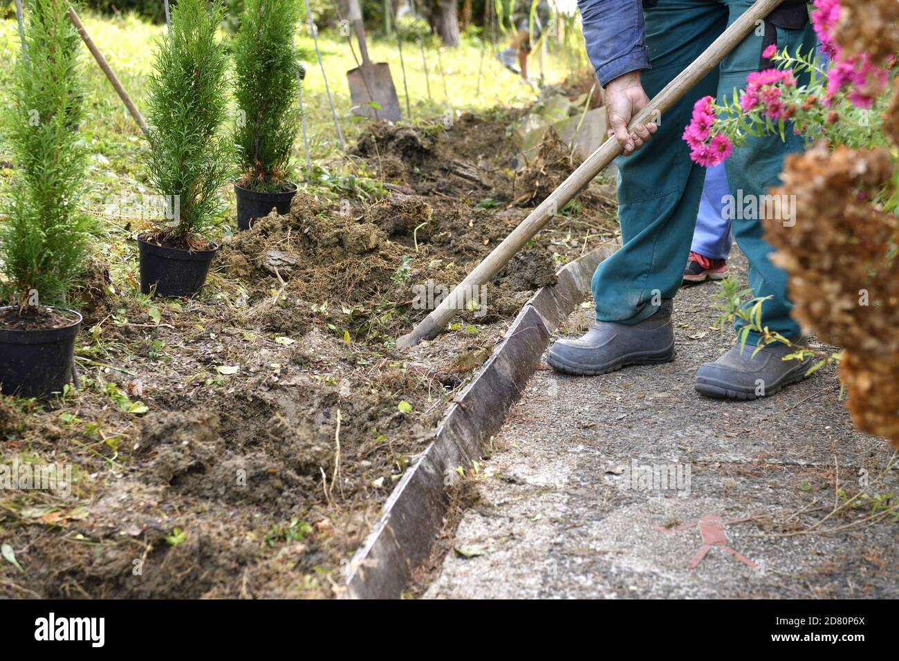 Digging pits for planting coniferous trees in the garden Stock Photo ...