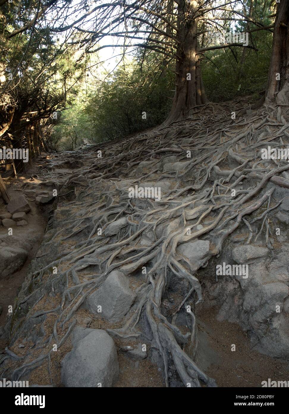 Hiking trail with tree roots in the forest hi-res stock photography and ...