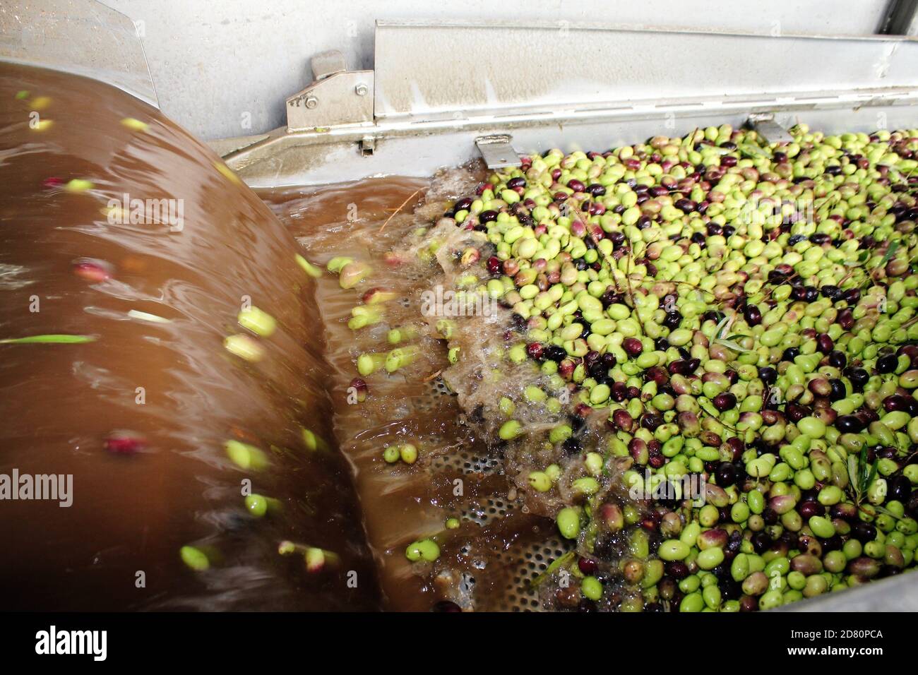 Washing olives with fresh water in olive oil mill during extra virgin ...