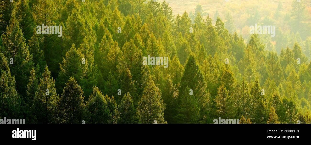 Pine trees forest in hi-res stock photography and images - Alamy