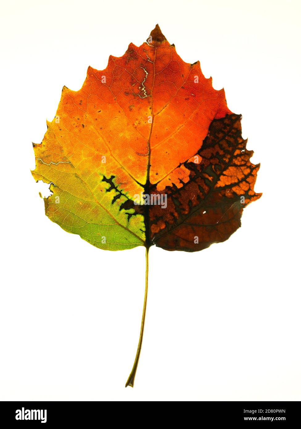 Quaking Apen leaf transition into autumn colours. Populus tremuloides ...