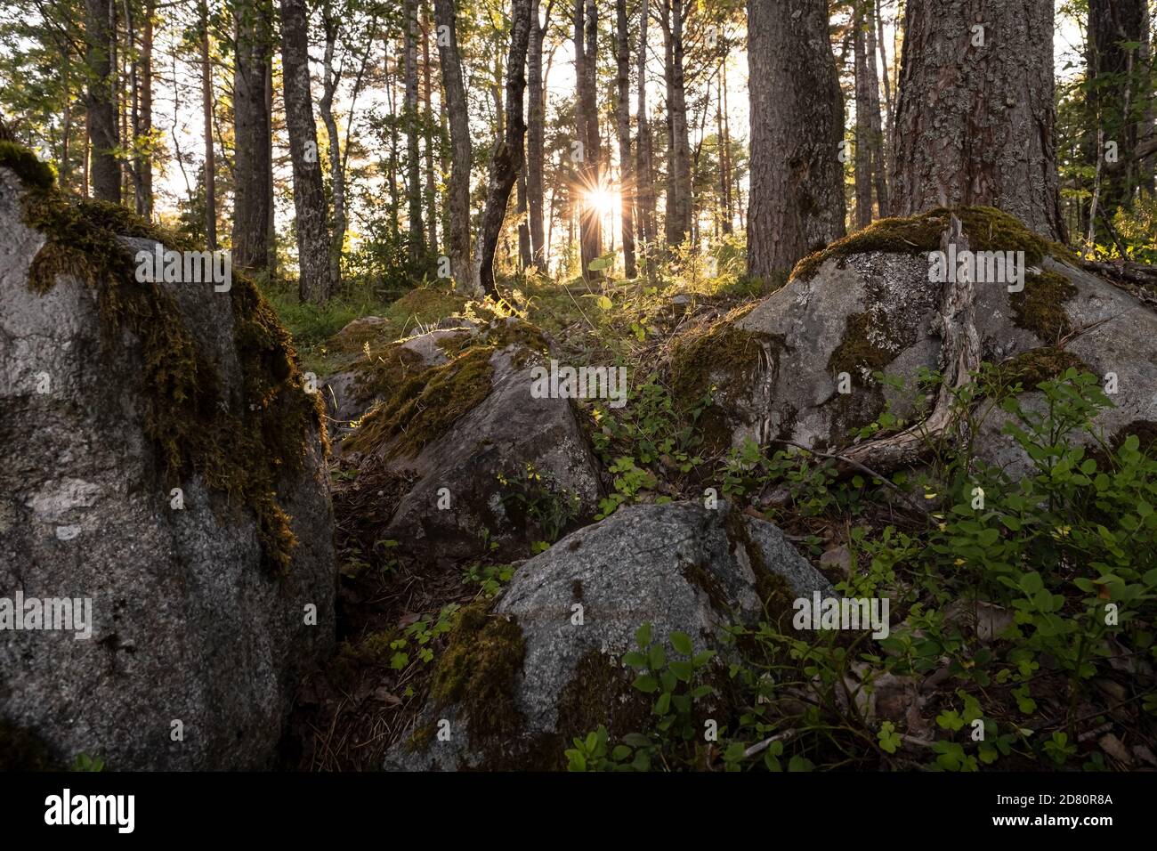 Large trees in beautiful forest hi-res stock photography and images - Alamy