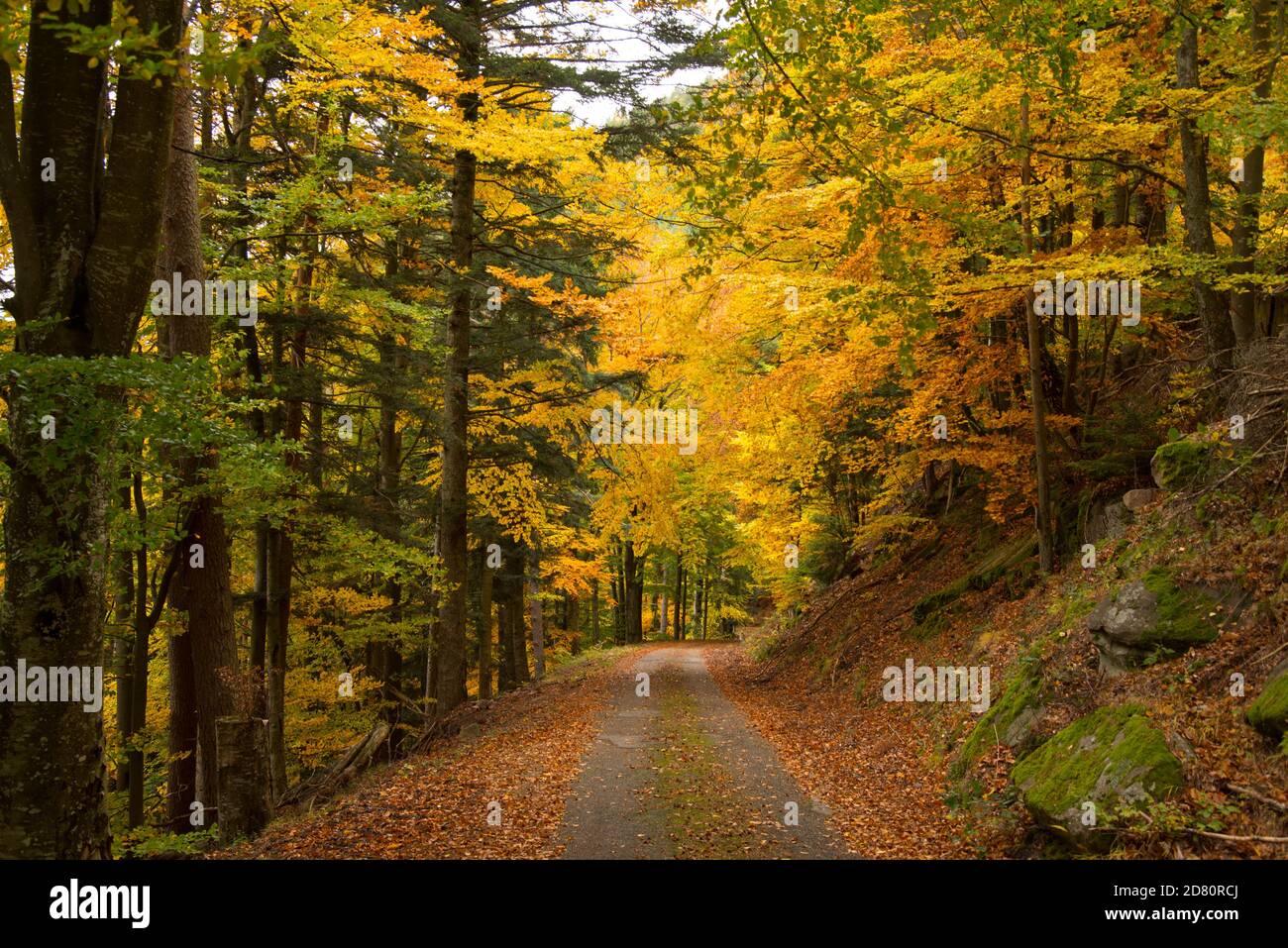 beautiful autumn forest in the vosges mountains in france Stock Photo ...