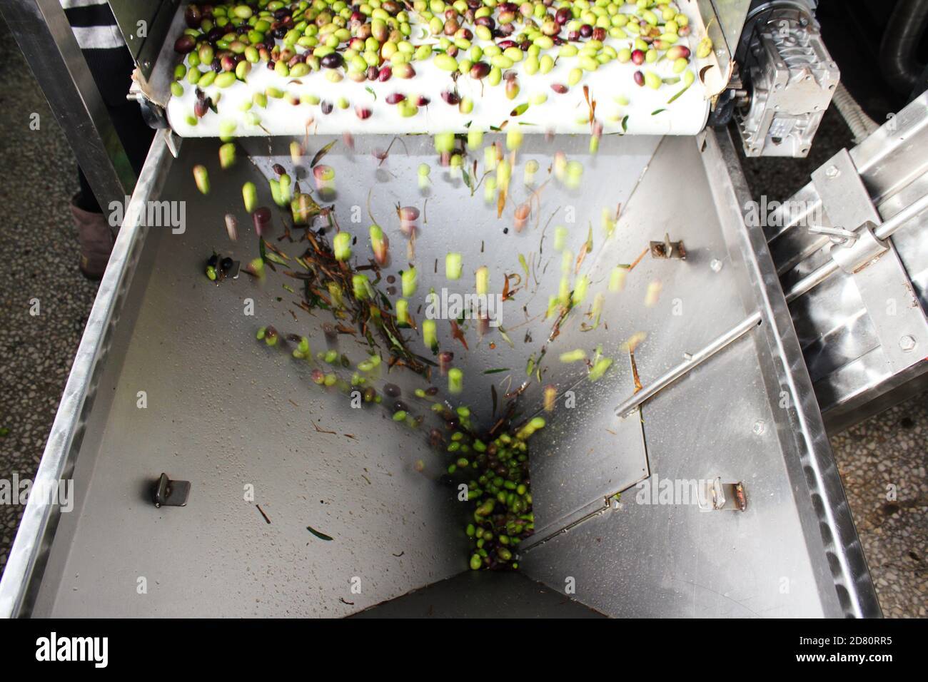 Cleaning olives with fresh water in olive oil mill during extra virgin ...