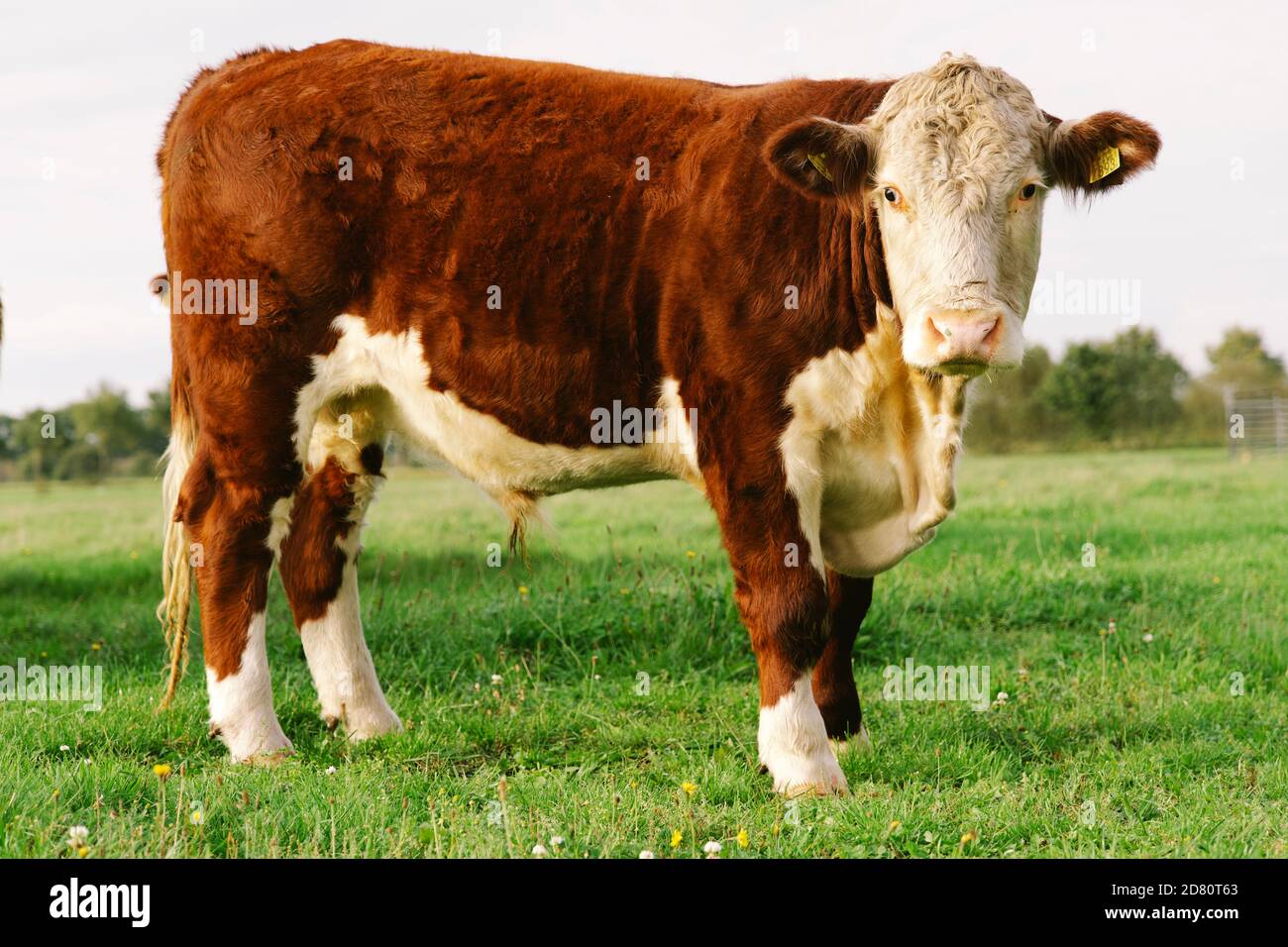 Cow looking at camera in field on farm. Horizontal composition, copy ...