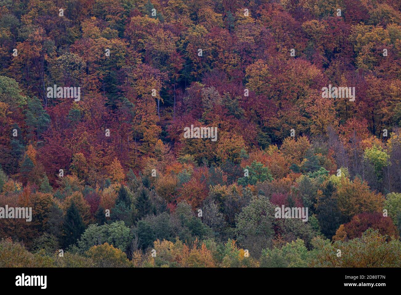Autumn colours of german forest different trees Stock Photo - Alamy