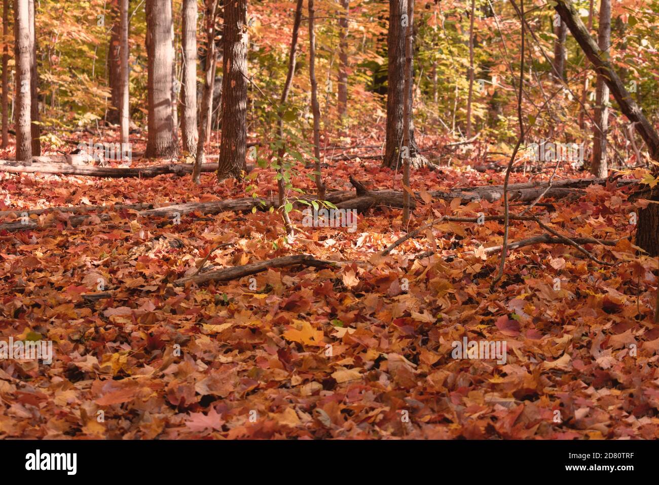 Autumn leaves landscape with trees, red, orange and yellow leaves Stock ...