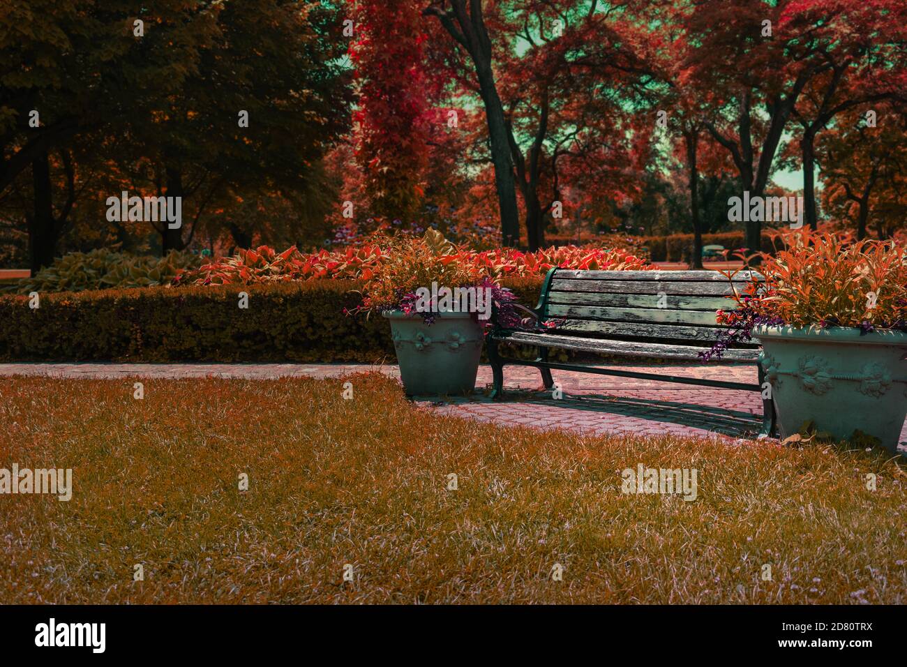 Wooden bench overlooking lawn with autumn colors landscape. Copy space ...