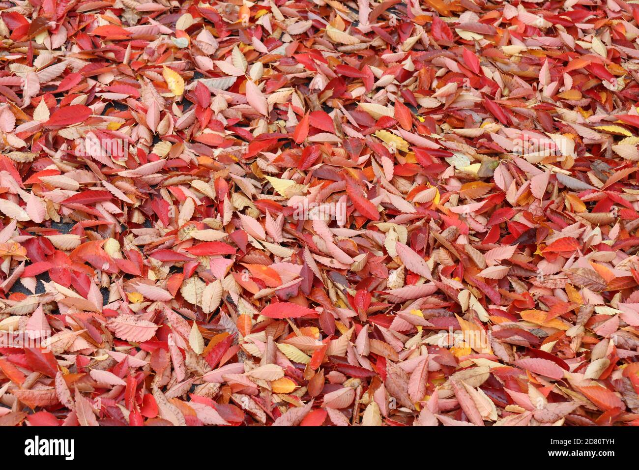 The leaves have fallen off the trees into a pile Stock Photo - Alamy