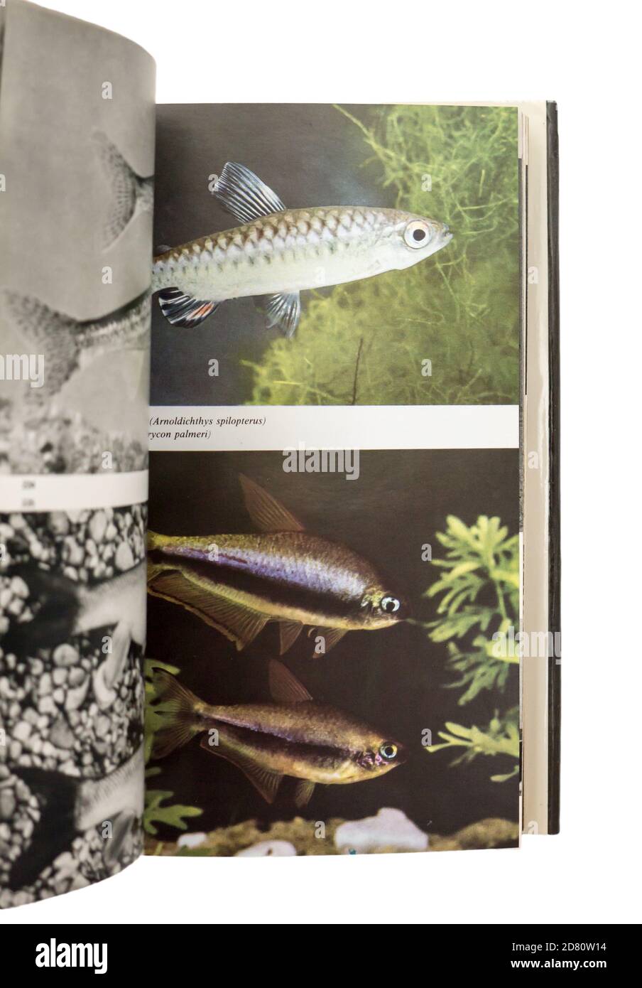 Illustrated encyclopedia of fish hi-res stock photography and images ...