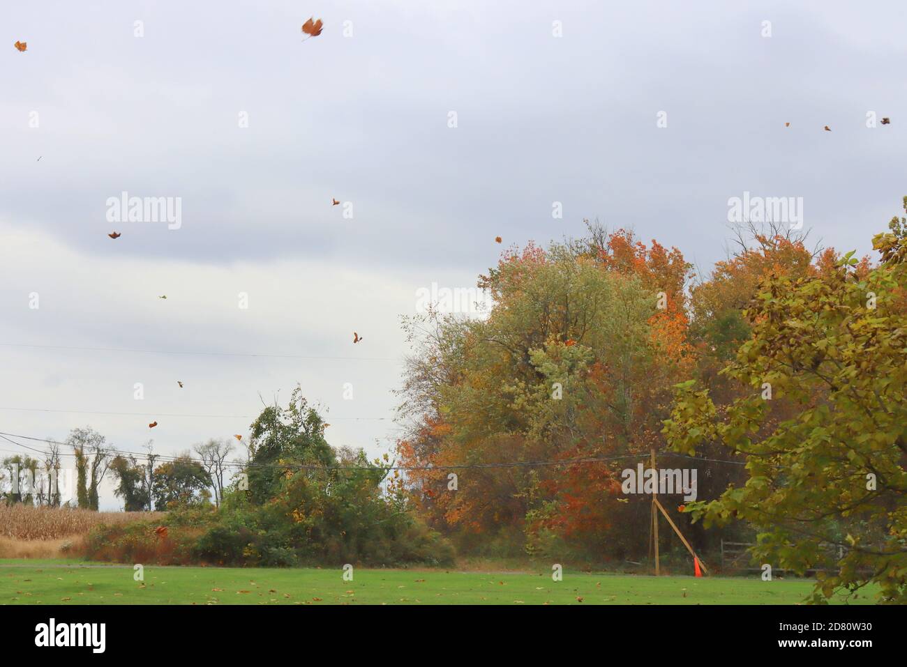The leaves are falling off the trees and flying around Stock Photo - Alamy