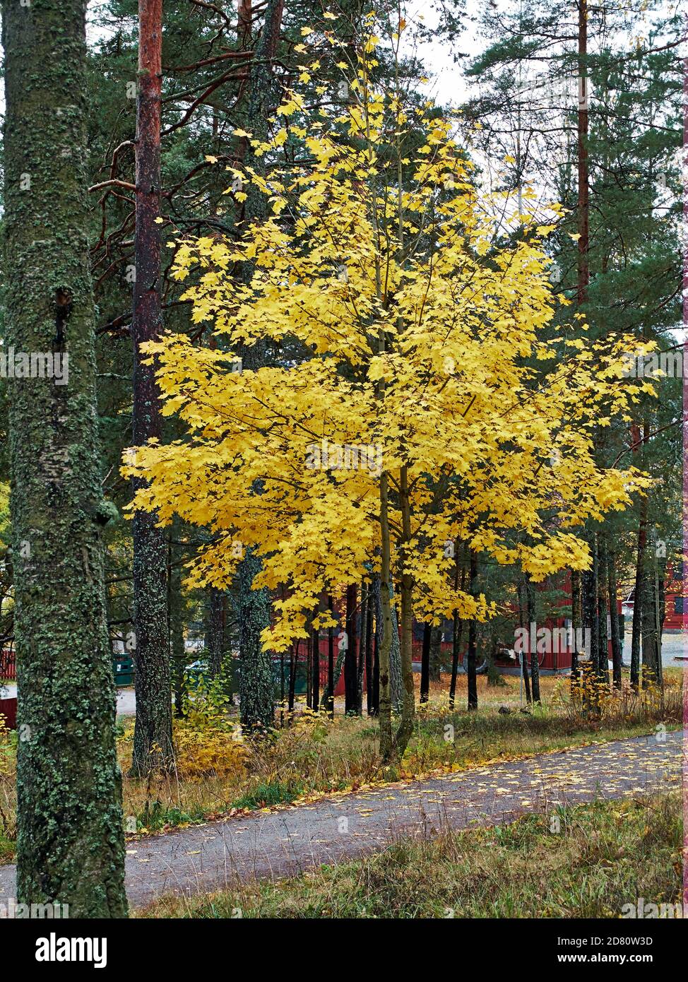 Autumn colored maple trees hi-res stock photography and images - Alamy