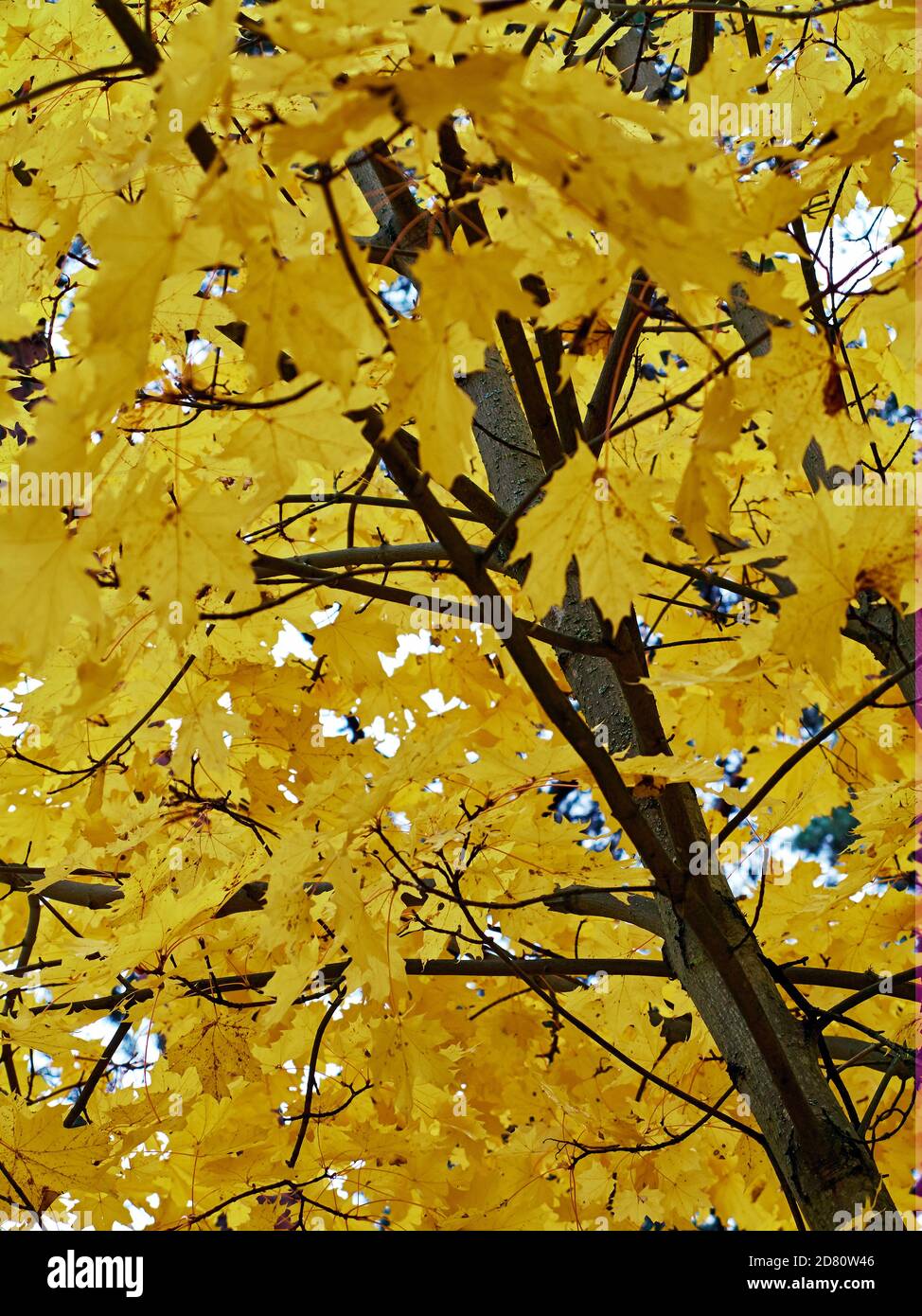 colorful autumn maple trees in park Stock Photo - Alamy