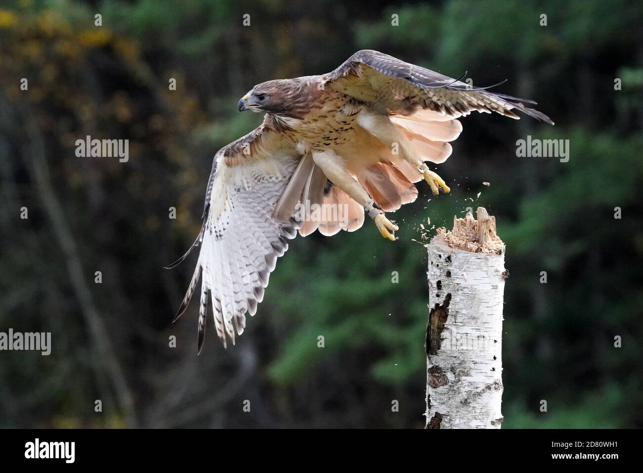 Red Tailed hawk perching and flying Stock Photo - Alamy
