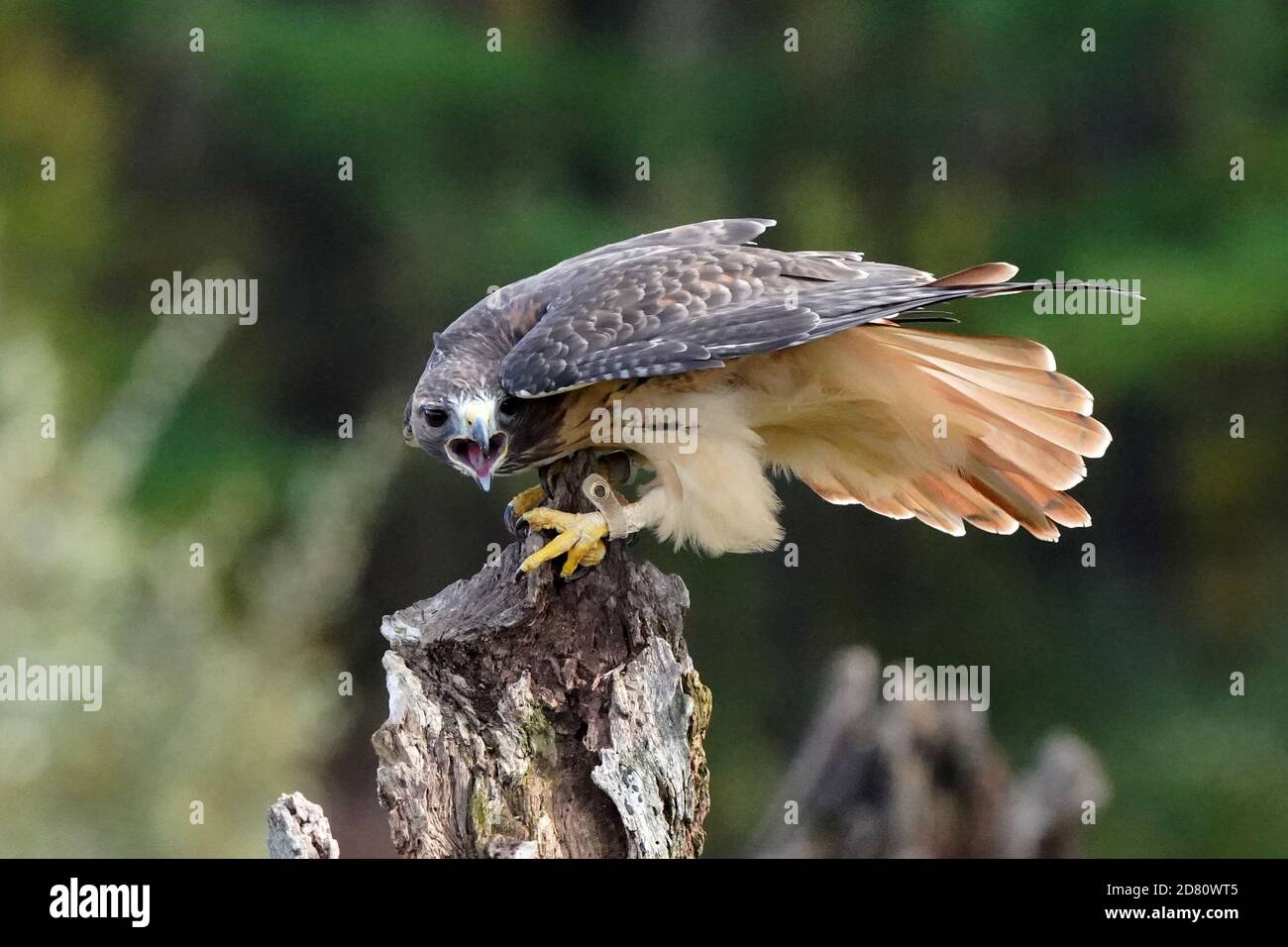 Red Tailed hawk perching and flying Stock Photo - Alamy