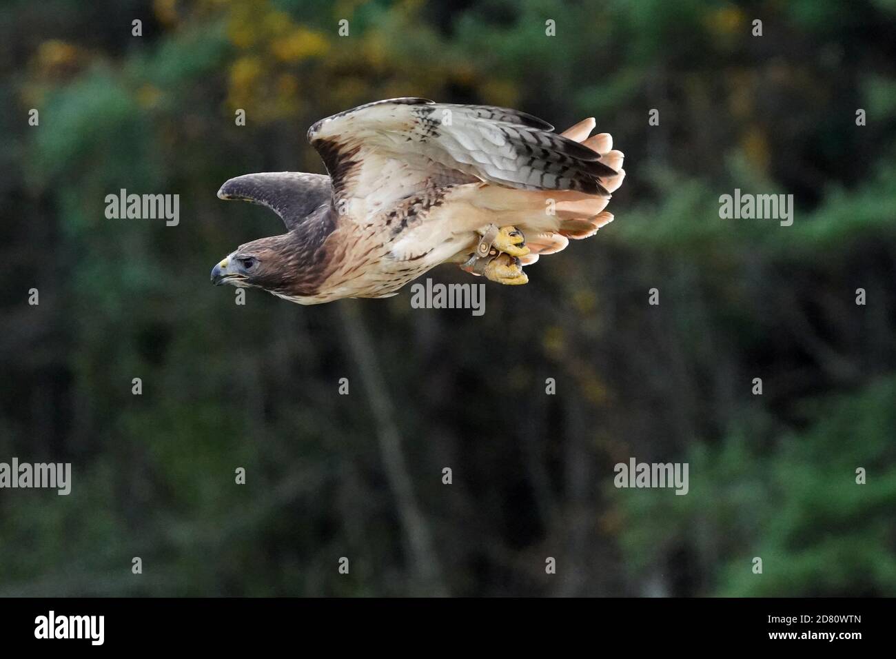 Red Tailed hawk perching and flying Stock Photo - Alamy
